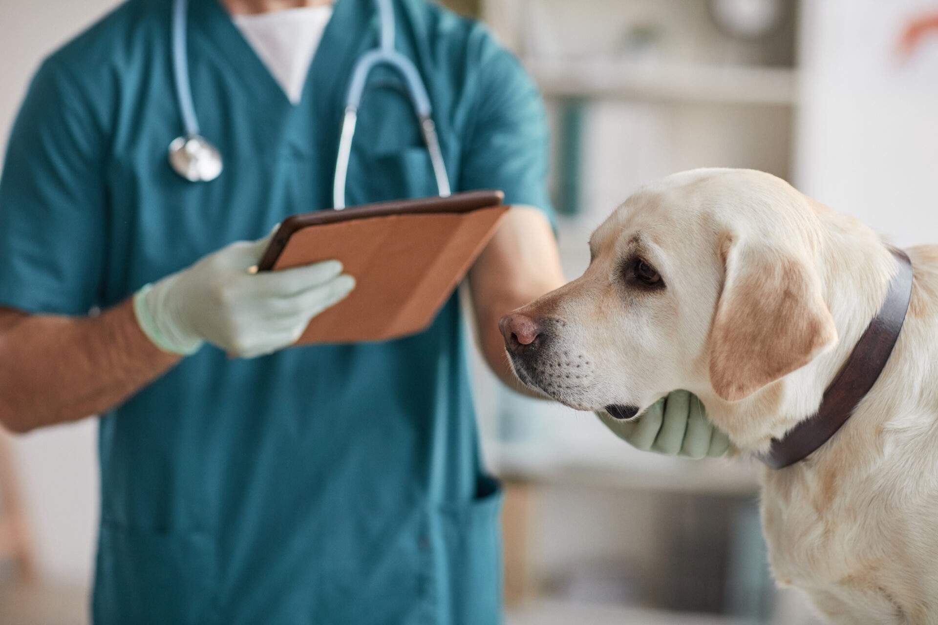 Dixie Animal Clinic Mississauga | Trusted Veterinary Near Me